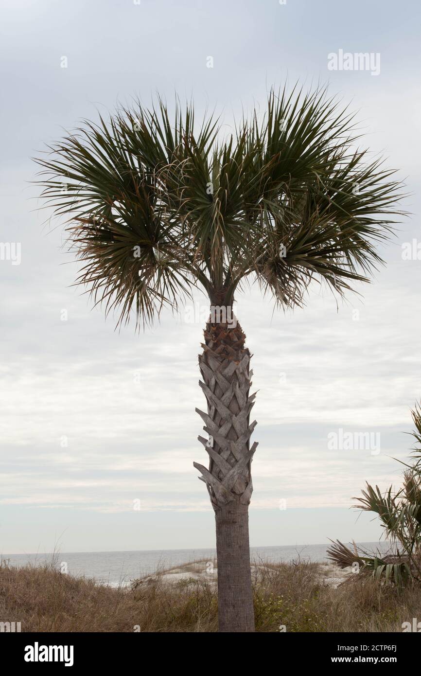 Palm Tree in the Morning Light Stock Photo - Alamy