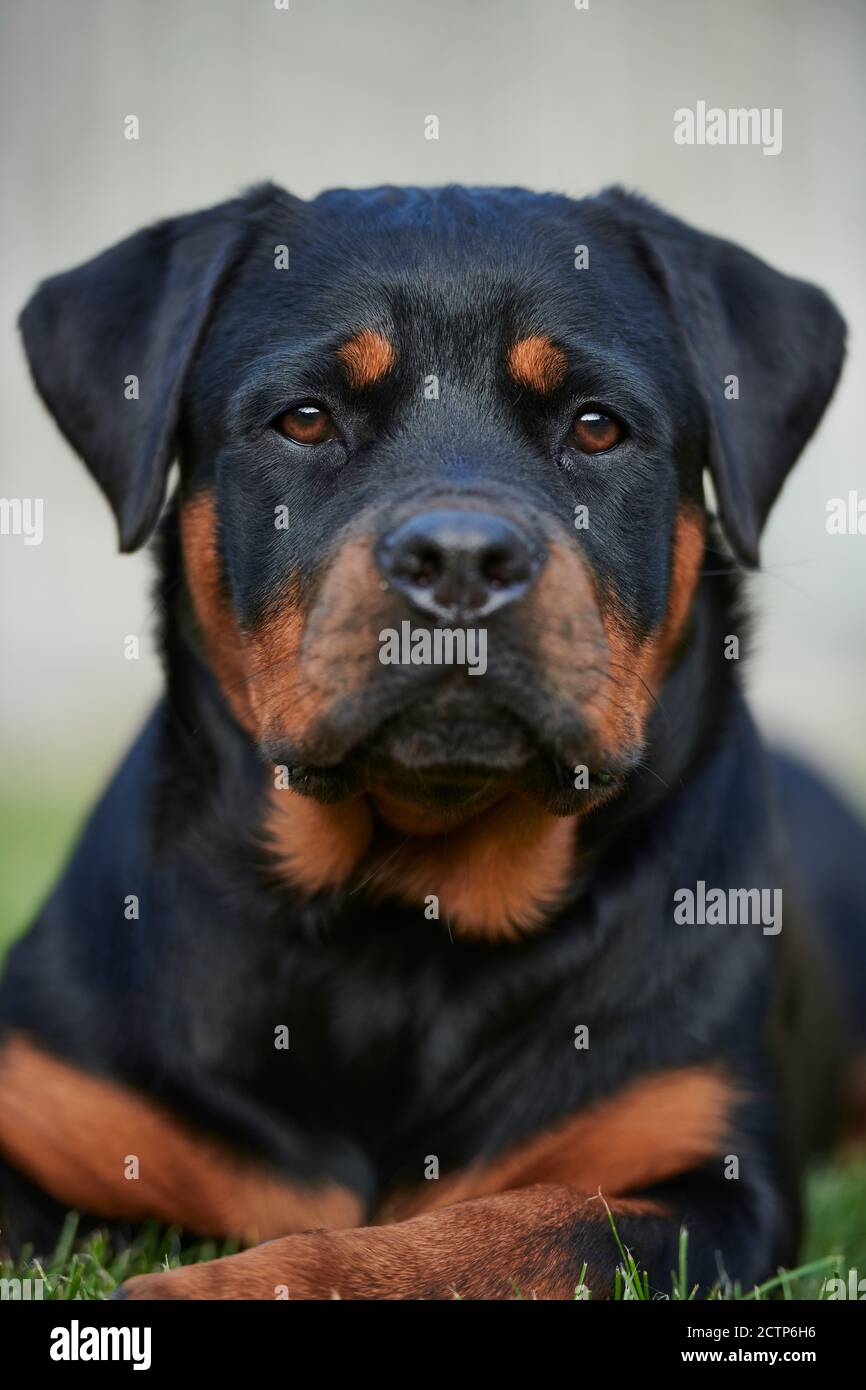 Black and tan rottweiler hi-res stock photography and images - Alamy