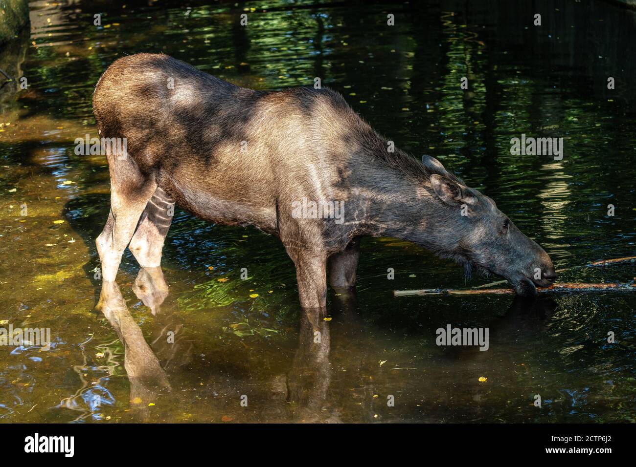 European Moose, Alces alces, also known as the elk. Wild life animal ...