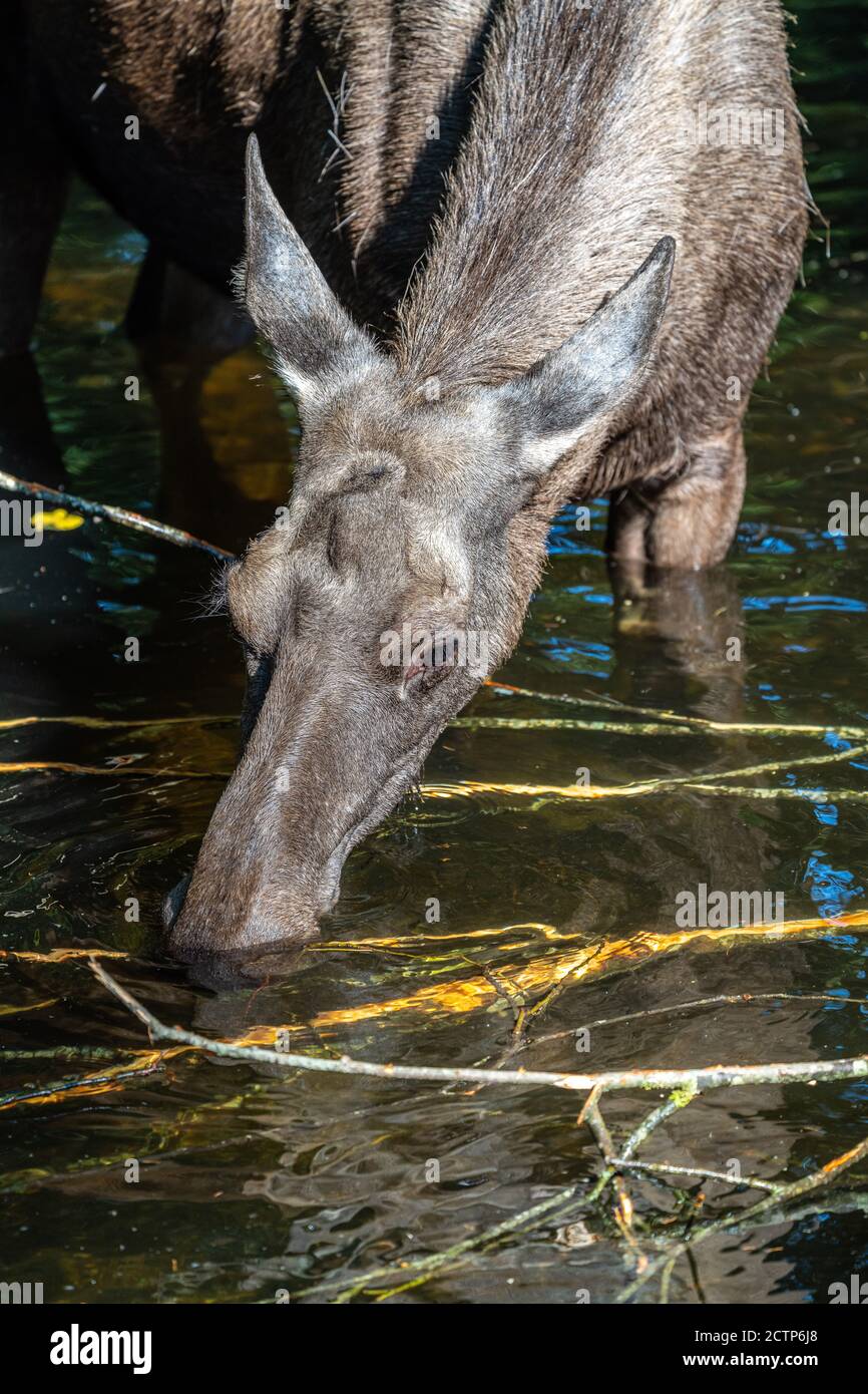 European Moose, Alces alces, also known as the elk. Wild life animal ...