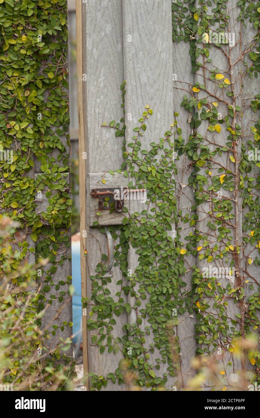 Door with vines Stock Photo - Alamy