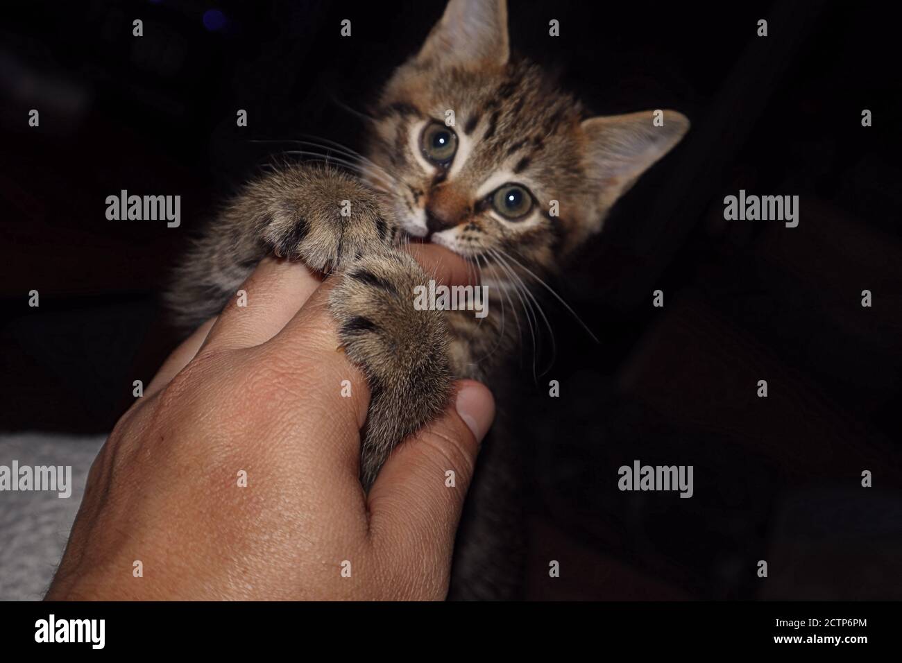 Close up fuzzy kitten playing hi-res stock photography and images - Alamy
