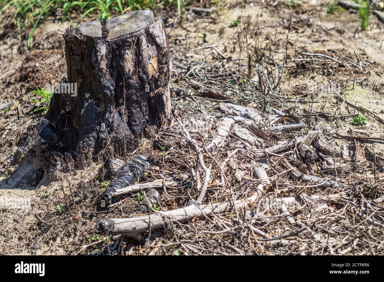 Burnt tree stump in the forest after a fire Stock Photo - Alamy