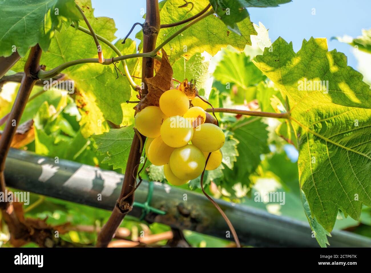 A beautiful bunch of yellow grapes hanging on trellis with leaves and ...