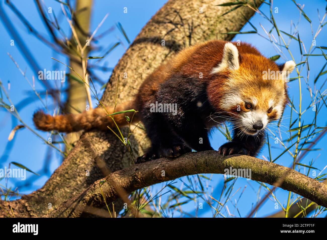 The red panda, Ailurus fulgens, also called the lesser panda and the ...