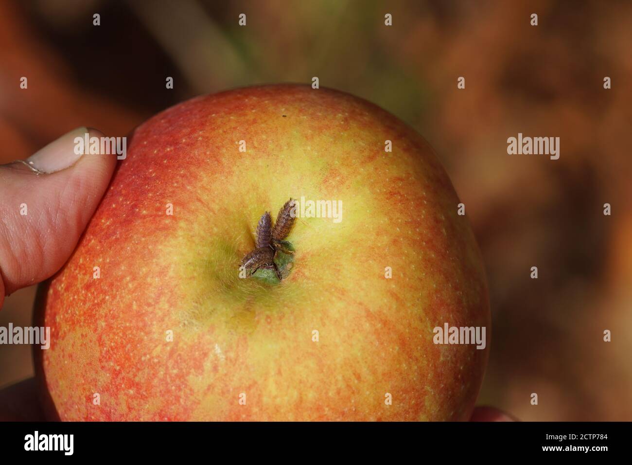 An apple with rough woodlice (Porcellio scaber), family Porcellionidae ...