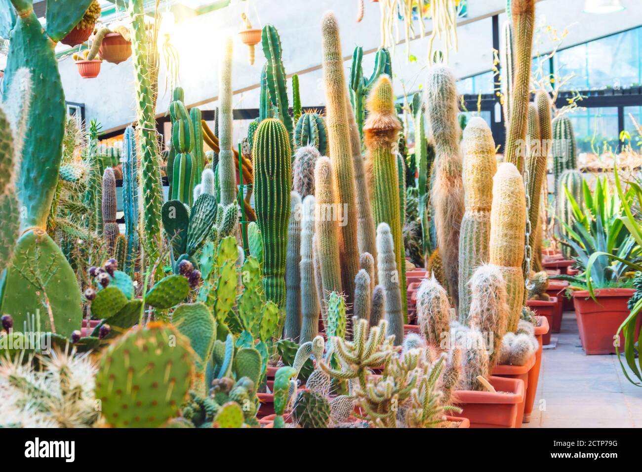 Tall cacti hi-res stock photography and images - Alamy