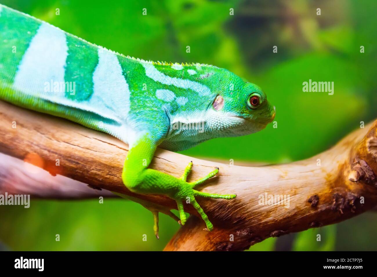 Striped green lizard on the tree in the forest Stock Photo - Alamy
