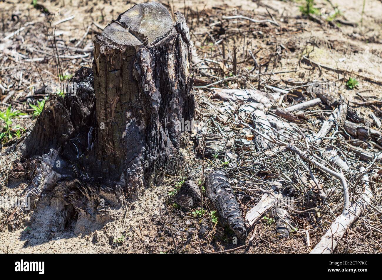 Burnt tree stump in the forest after a fire Stock Photo - Alamy