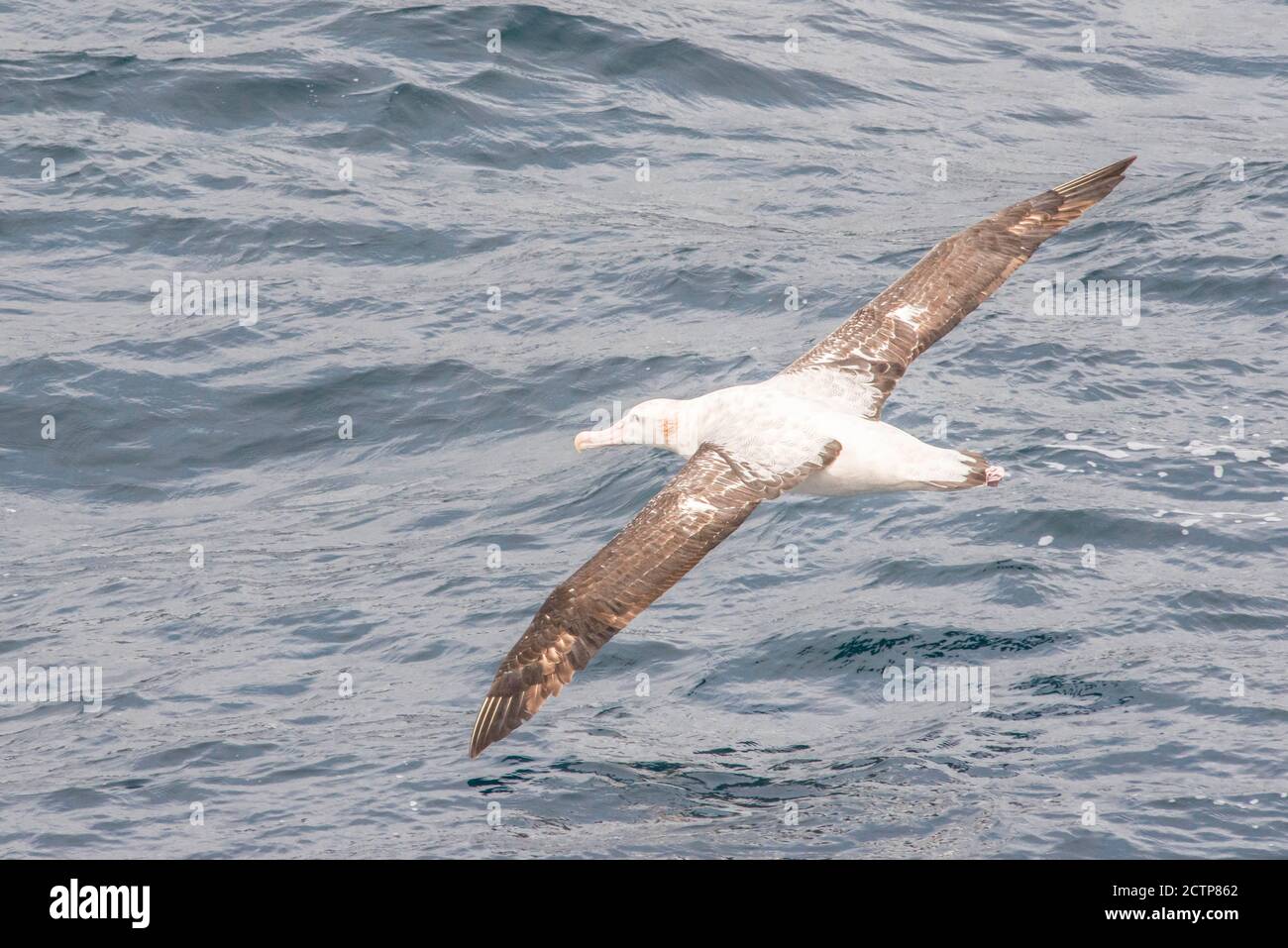 Flying wandering albatross hi-res stock photography and images - Alamy