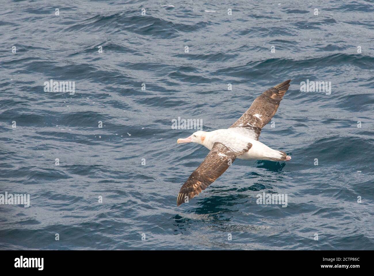 Juvenile Wandering albatross, Diomedea exulans, Antarctica Stock Photo ...