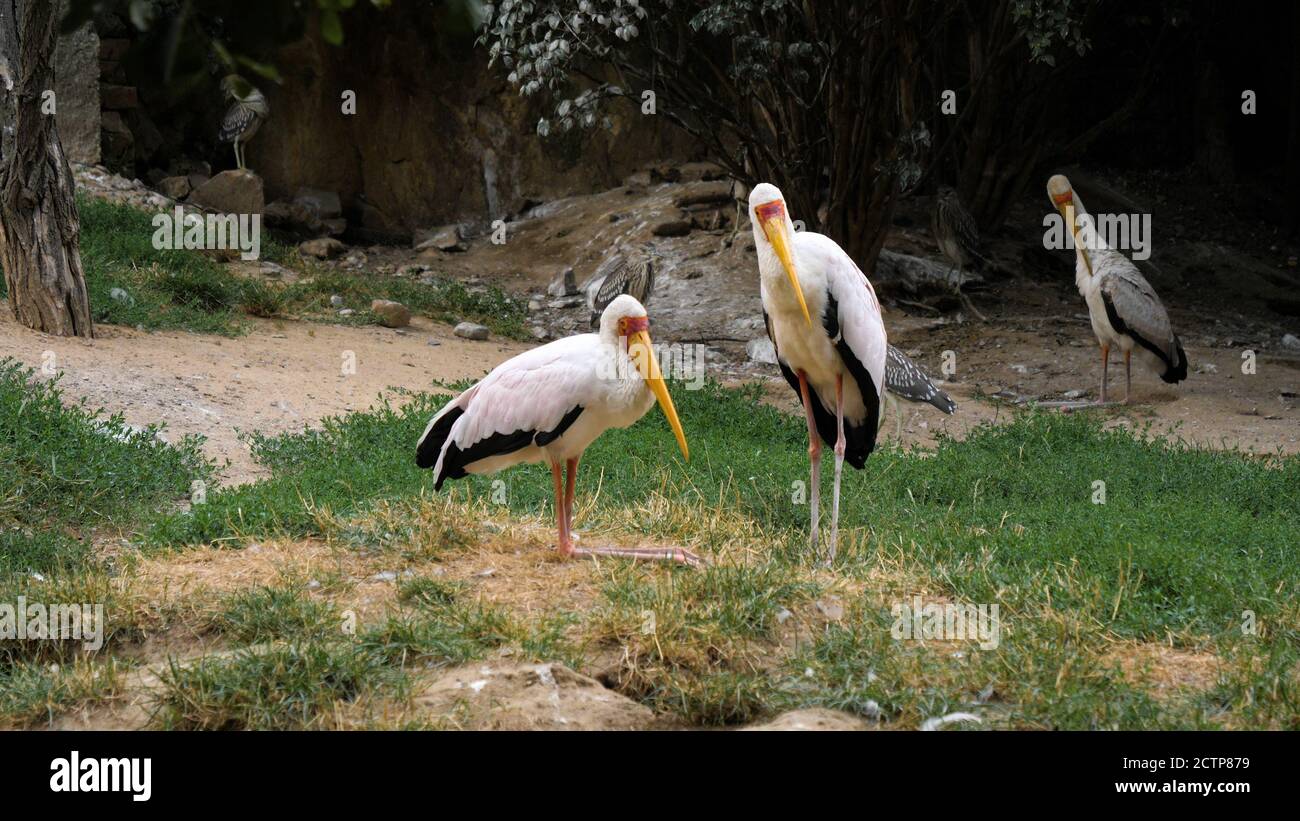 Yellow billed storks standing still Stock Photo - Alamy