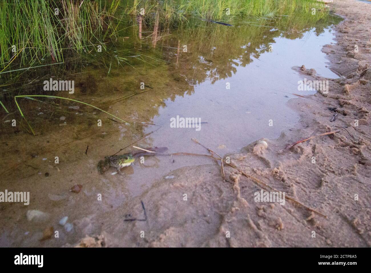 Frog in a Large Puddle Stock Photo - Alamy