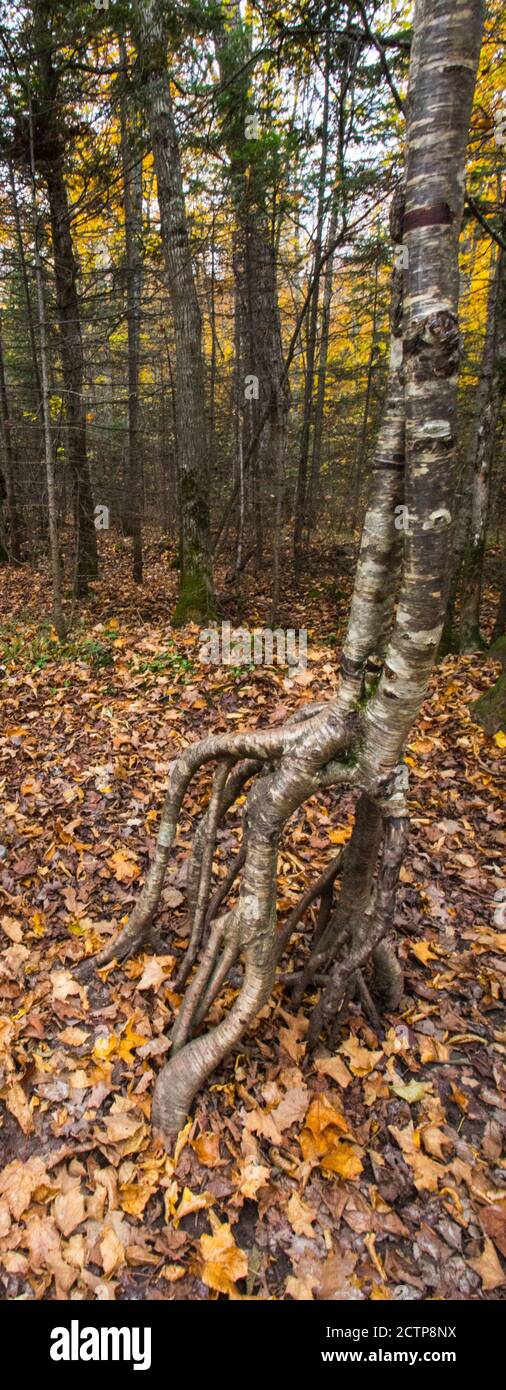 Tree Roots, Pictured Rocks National Lakeshore, Michigan Stock Photo - Alamy