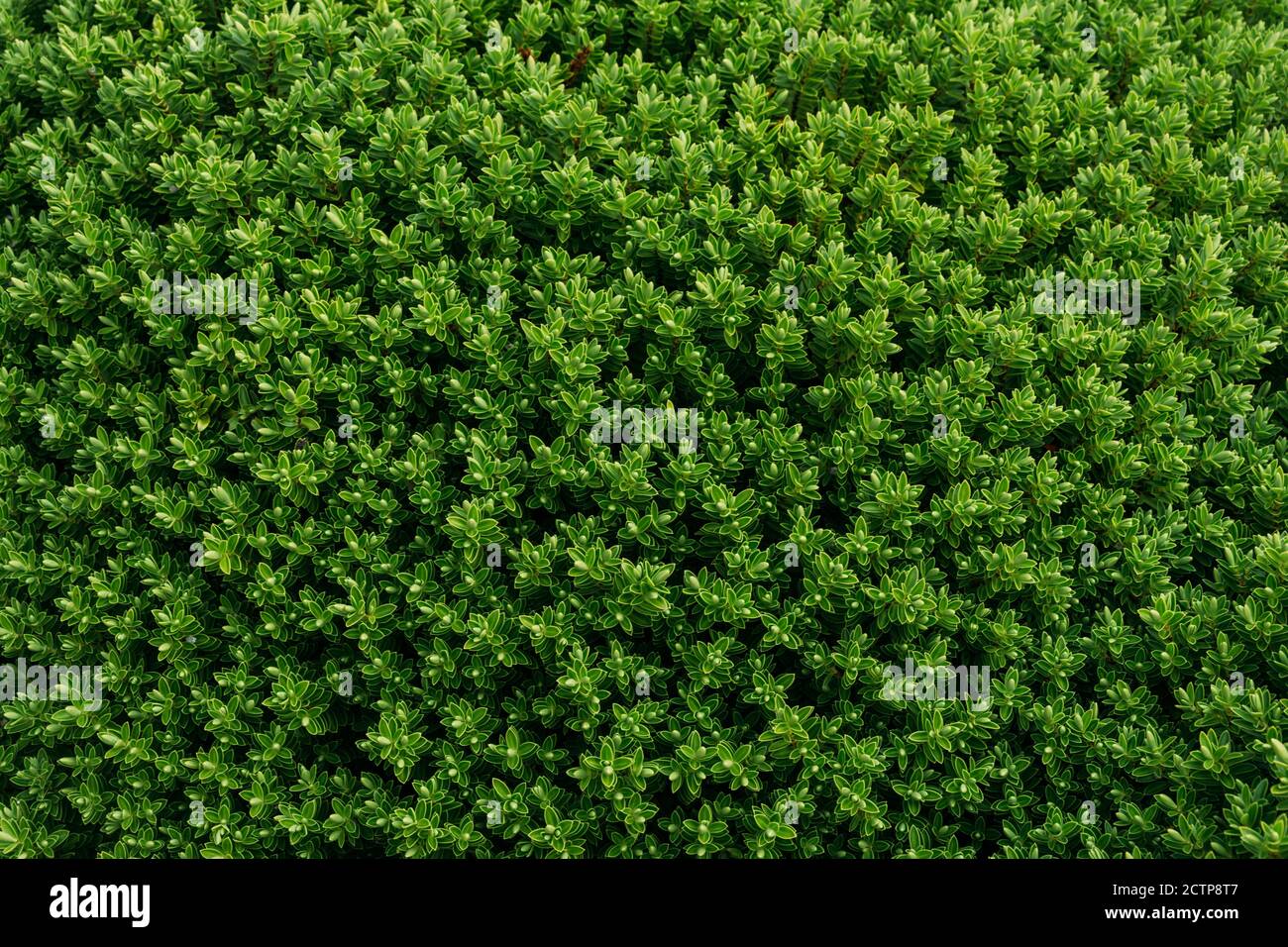 View of evergreen boxwood shrubs Stock Photo - Alamy