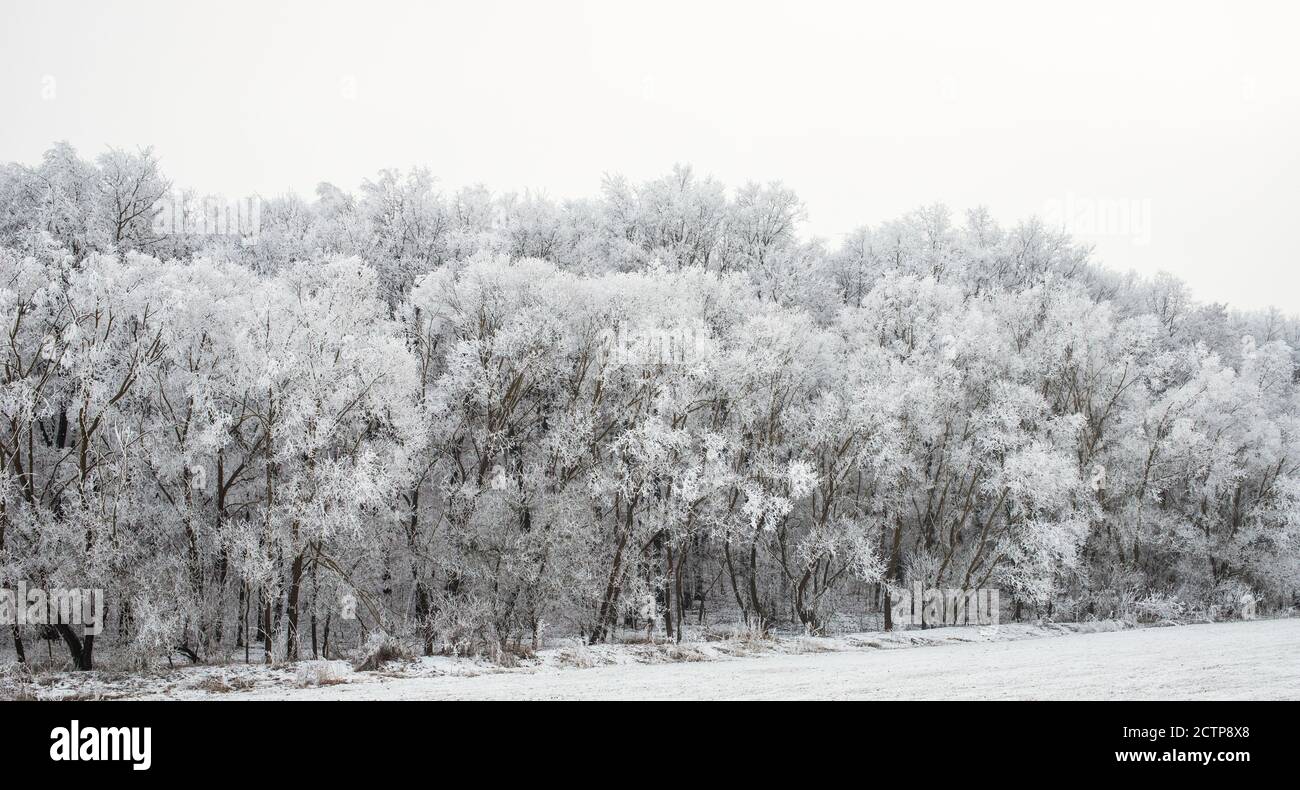 beautiful frozen winter landscape with frosty trees Stock Photo - Alamy
