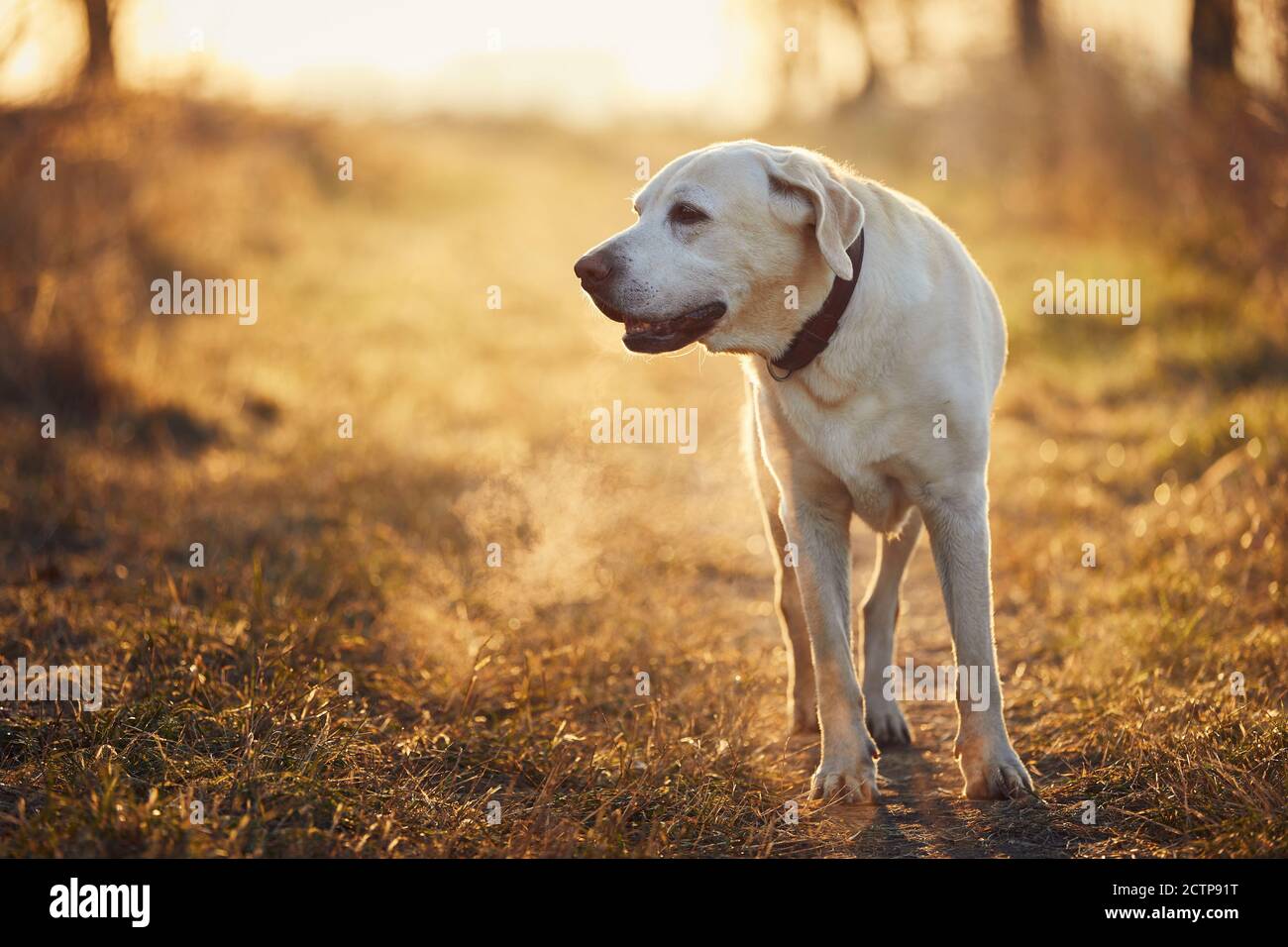 Gold labrador hi-res stock photography and images - Alamy