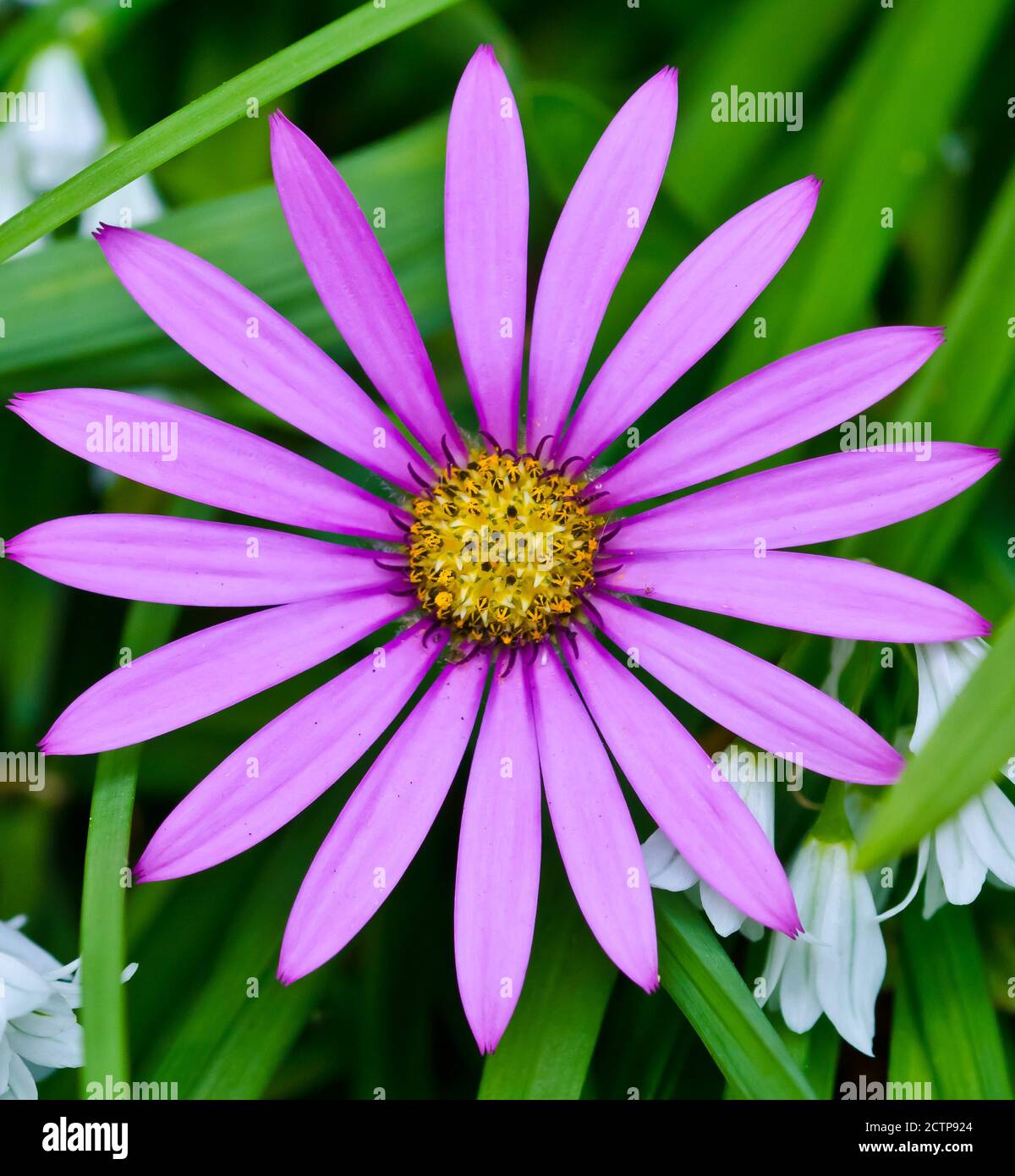Purple corn flower hi-res stock photography and images - Alamy
