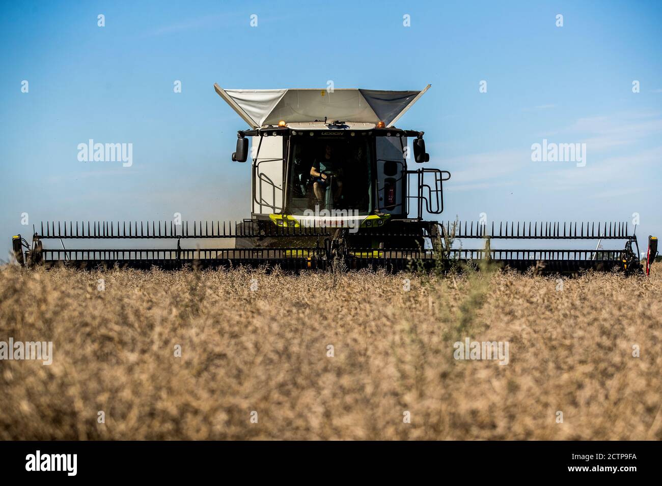 Jordrup, Denmark. 07th, August 2020. A farmer is harvesting a rapeseed ...