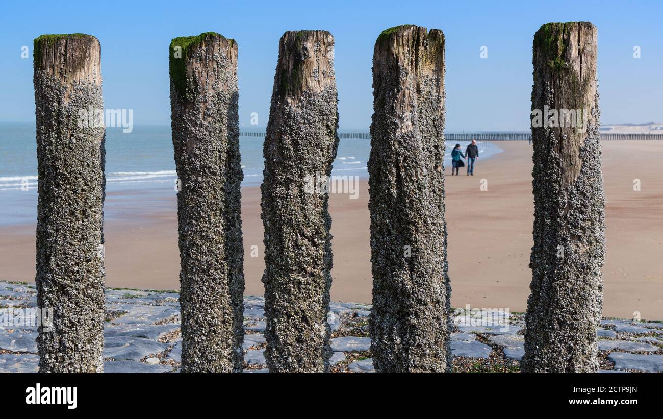 Five breakwater poles covered by barnacles and algae at the top stand ...