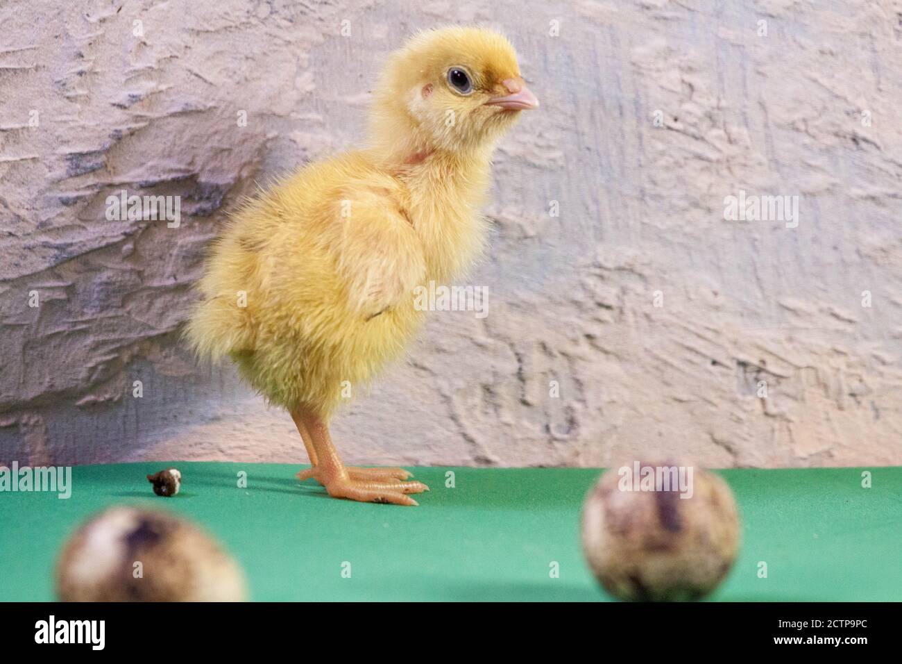 Newborn yellow chicken. Chick hatched from an egg. Chicks together with ...