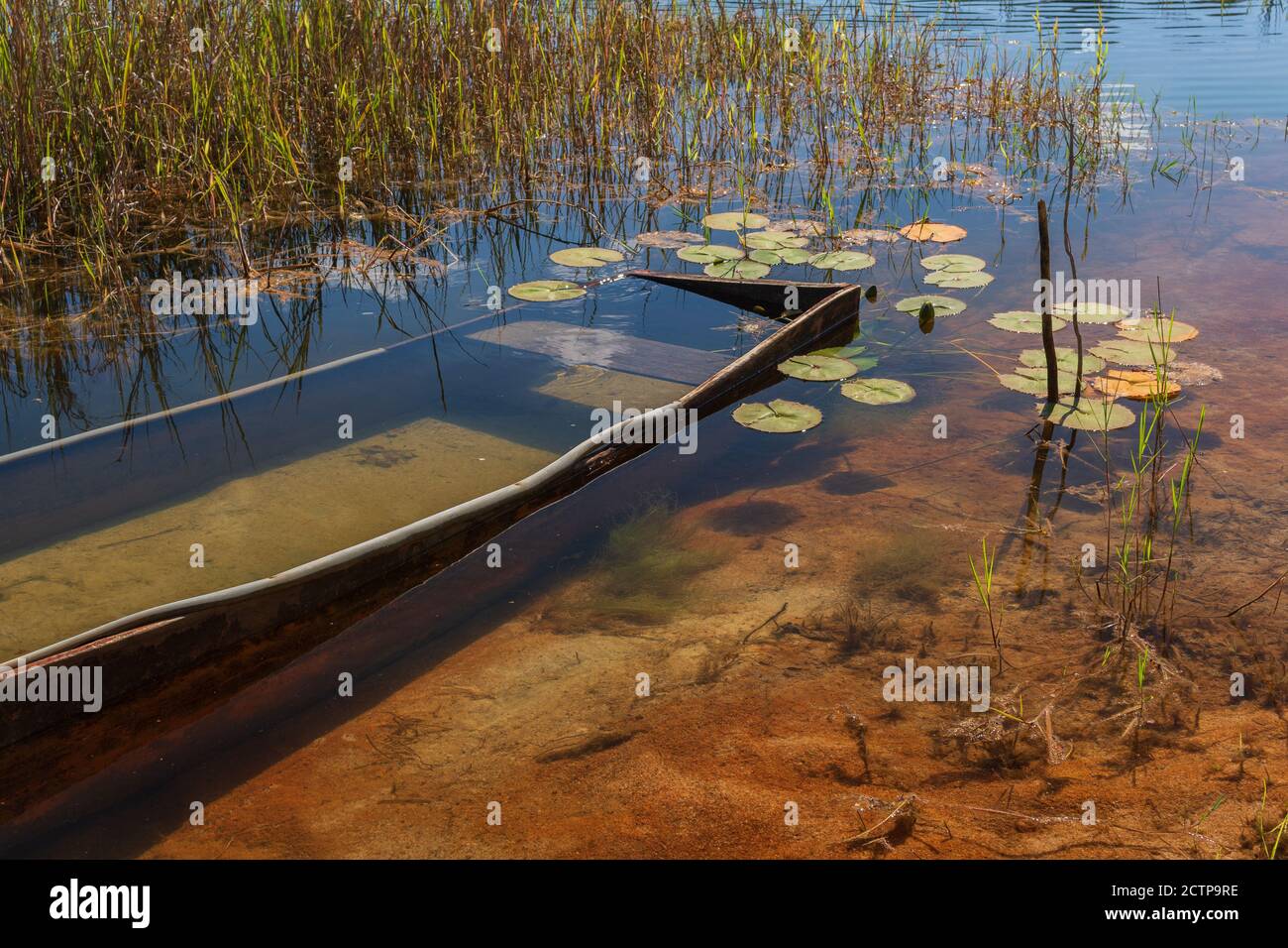 Submerged aquatic plants hi-res stock photography and images - Alamy