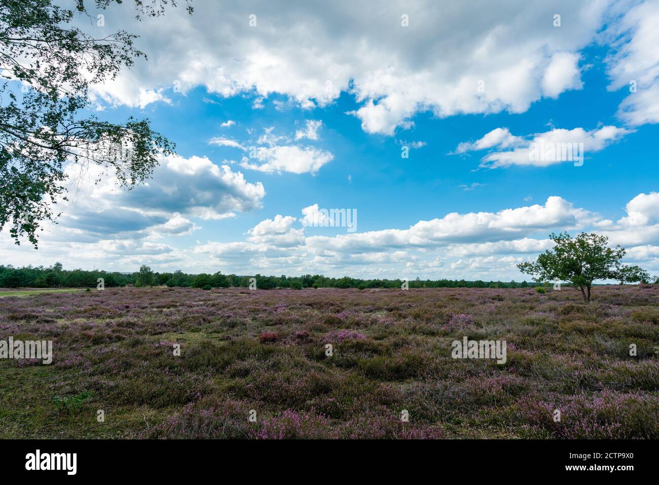 Blooming purple heather landscape at former military training area ...
