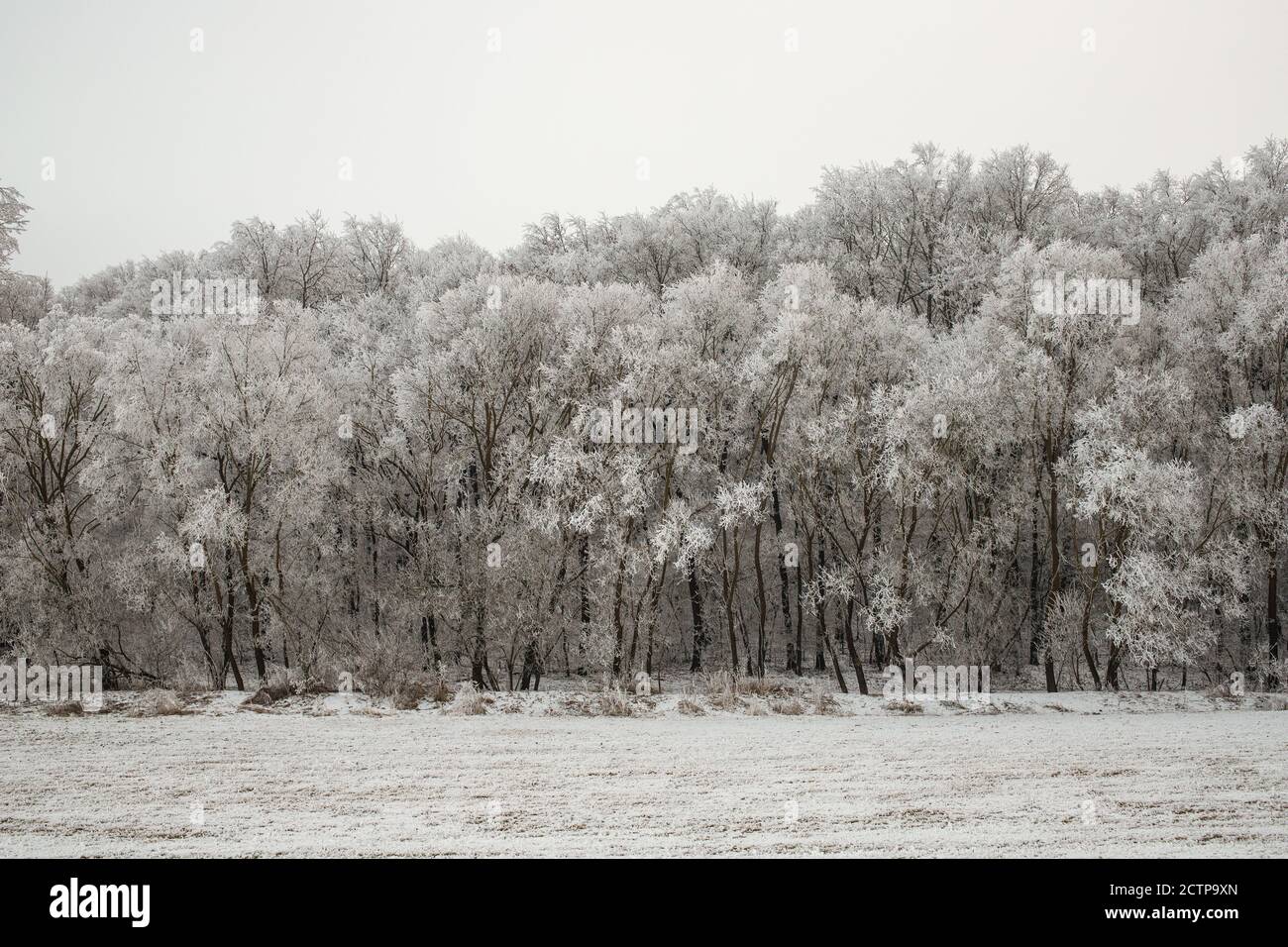 beautiful frozen winter landscape with frosty trees Stock Photo - Alamy