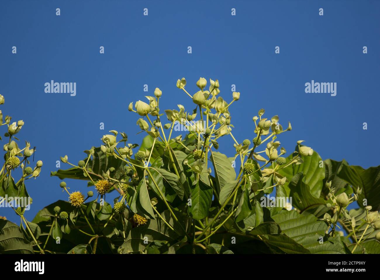 Teak tree flowers hi-res stock photography and images - Alamy