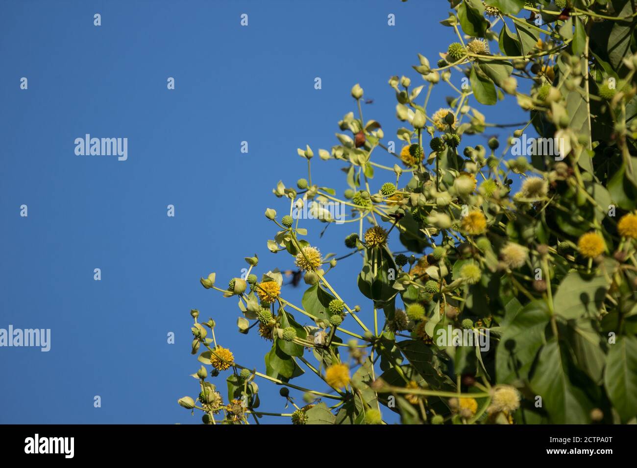 Close up Green flower of teak tree with green leaf Stock Photo - Alamy