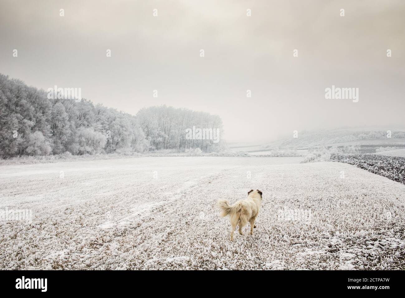 beautiful frozen winter landscape with frosty trees Stock Photo - Alamy