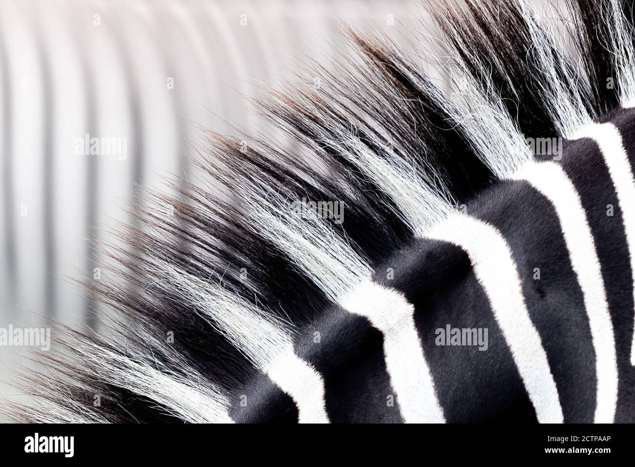 Mane animal hi-res stock photography and images - Alamy