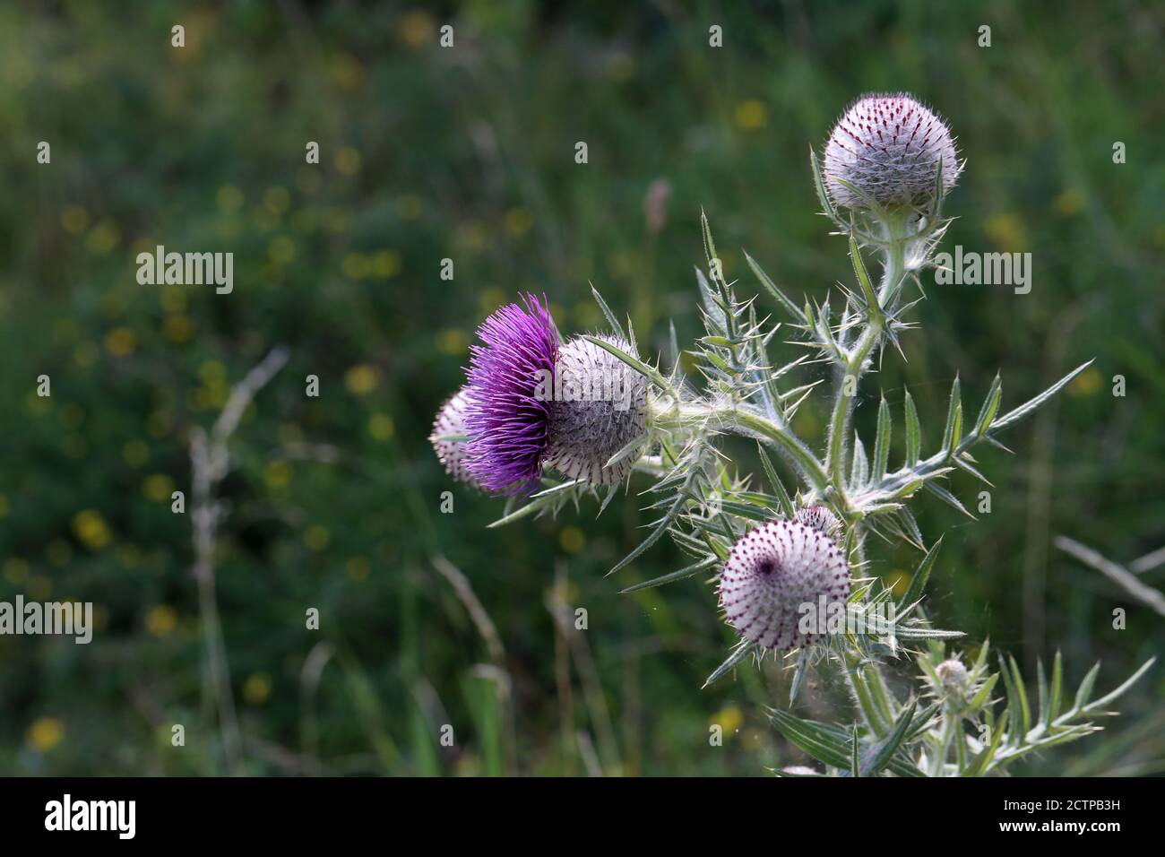 Closeup shot of a wild thistle flower in the field in summer Stock ...