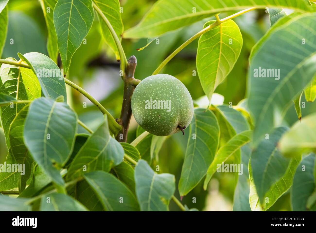 Walnut on a tree on a green background with a copy of space Stock Photo ...