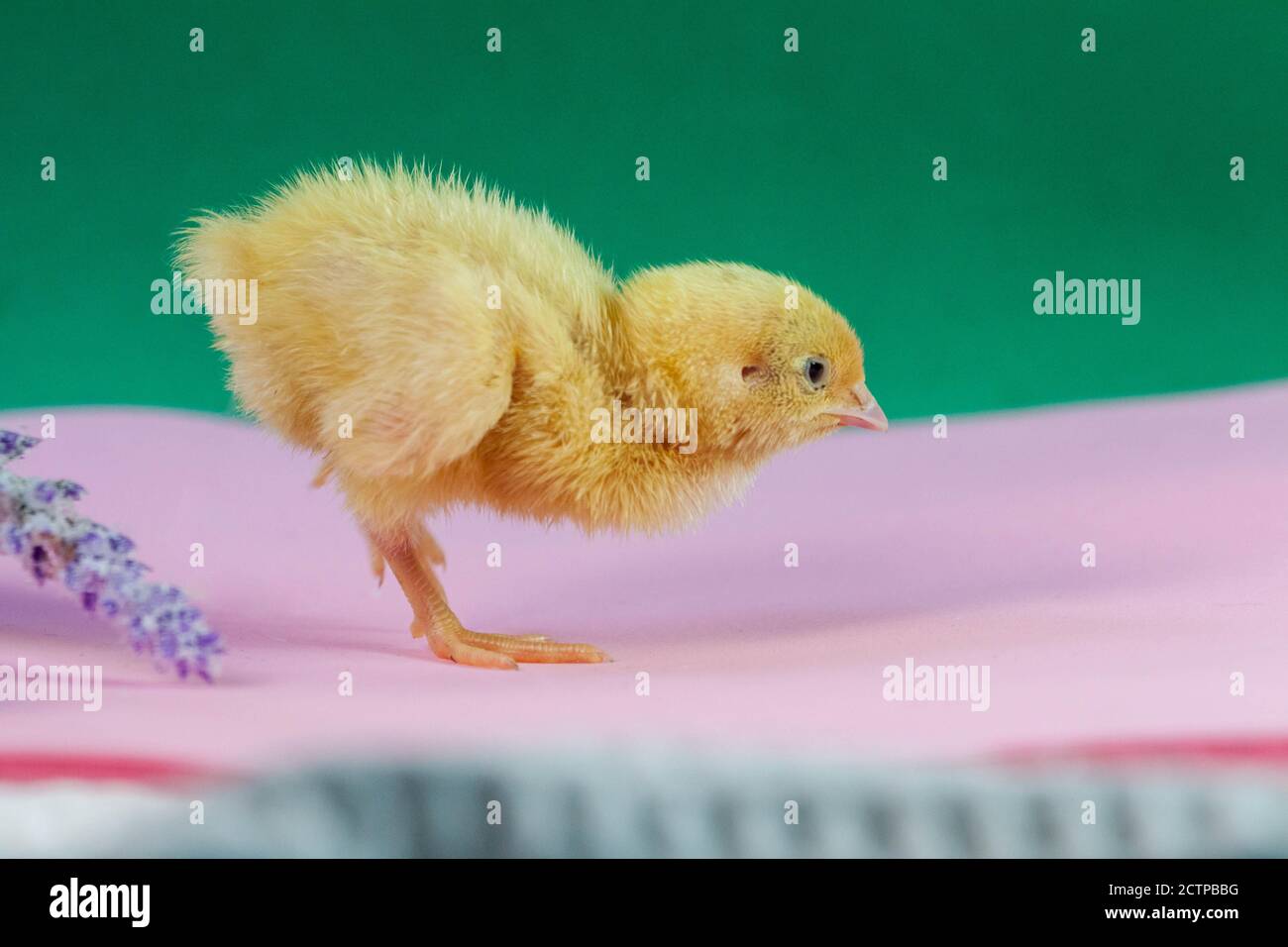 Newborn yellow chicken. Chick hatched from an egg. Chicks together with ...