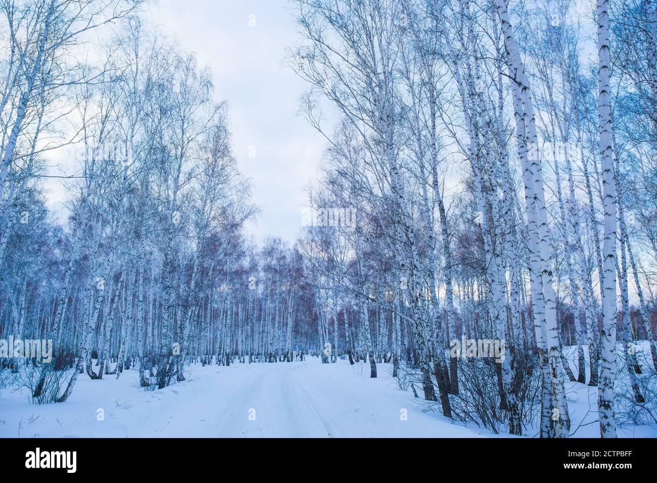 beautiful winter snow-covered birch forest Stock Photo - Alamy