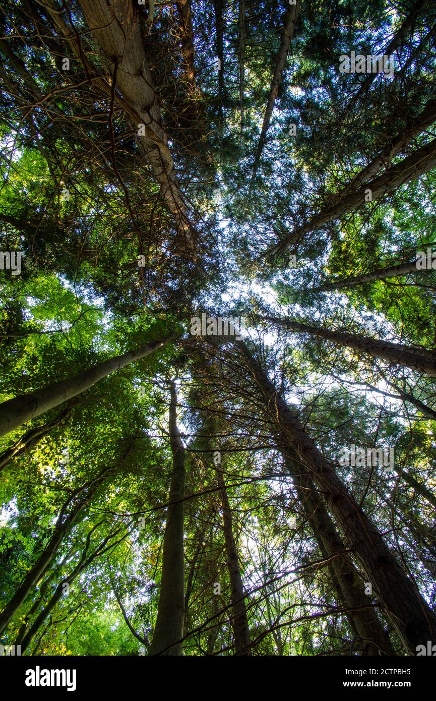 Tree Canopy From Below High Resolution Stock Photography and Images - Alamy