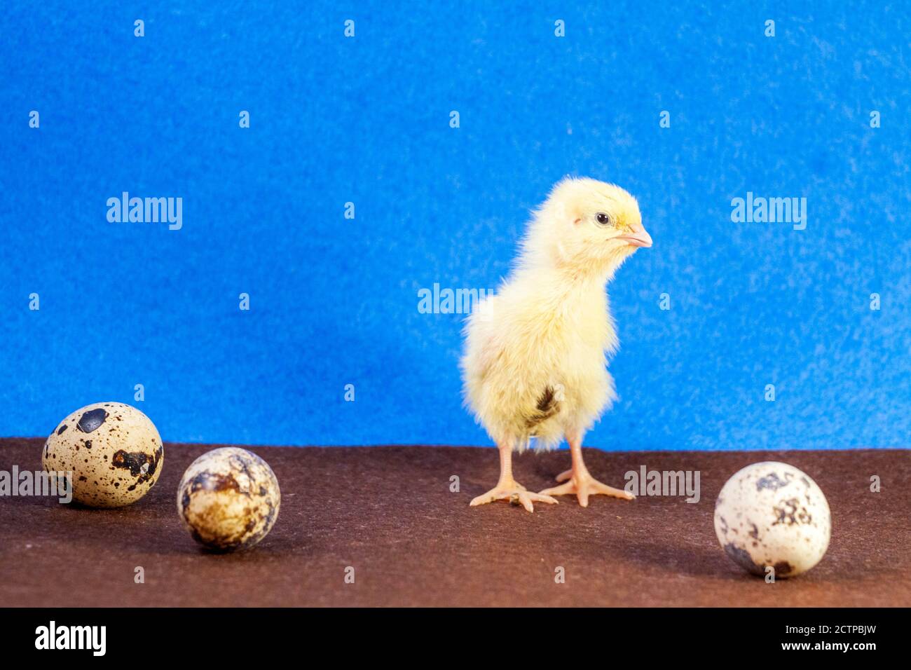 Newborn yellow chicken. Chick hatched from an egg. Chicks together with ...