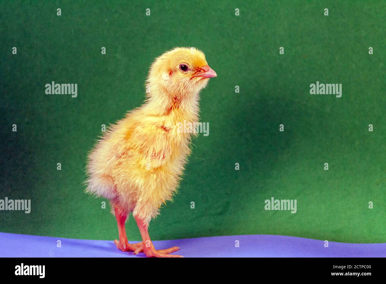 Newborn yellow chicken. Chick hatched from an egg. Chicks together with ...