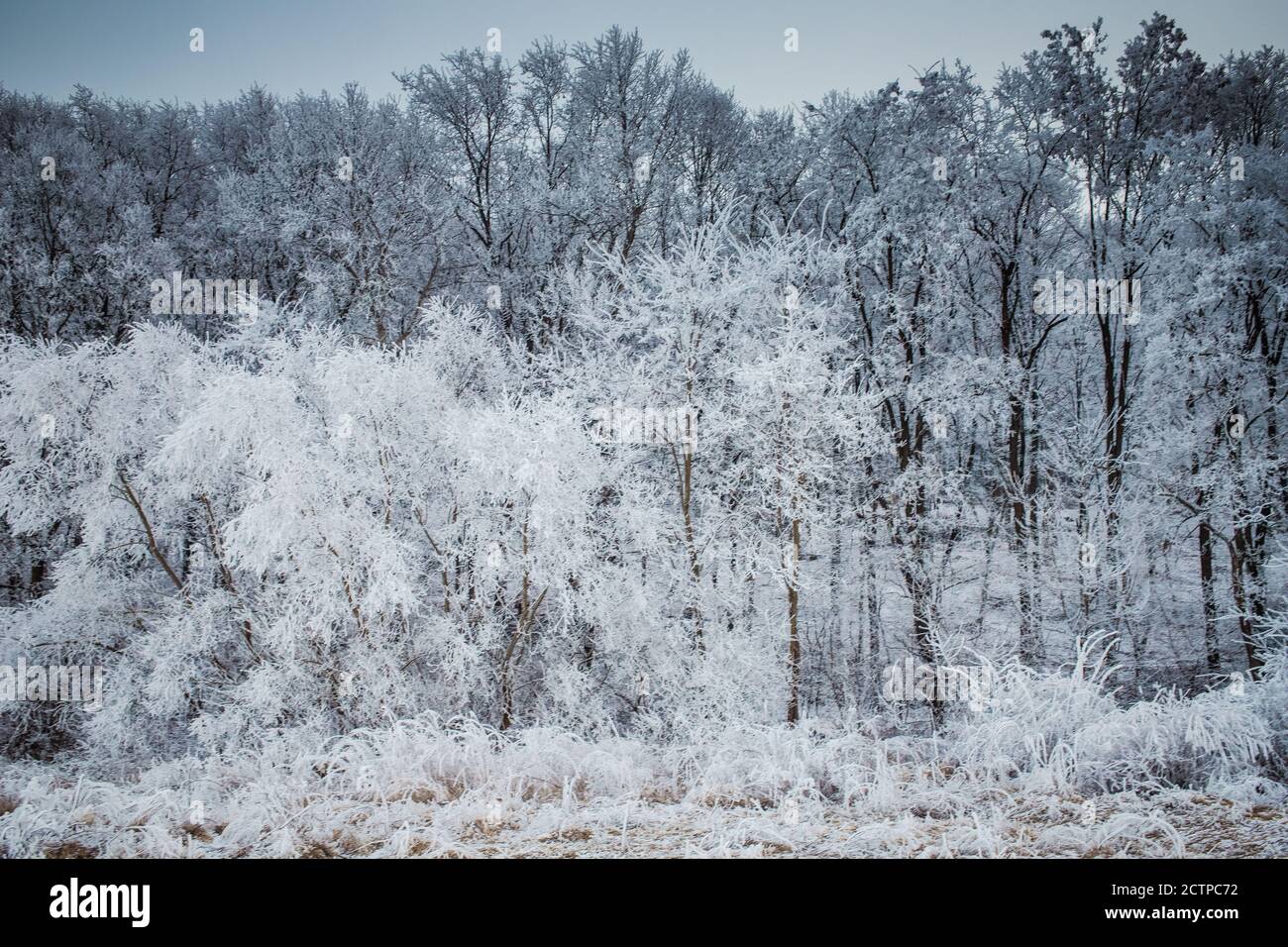 beautiful frozen winter landscape with frosty trees Stock Photo - Alamy