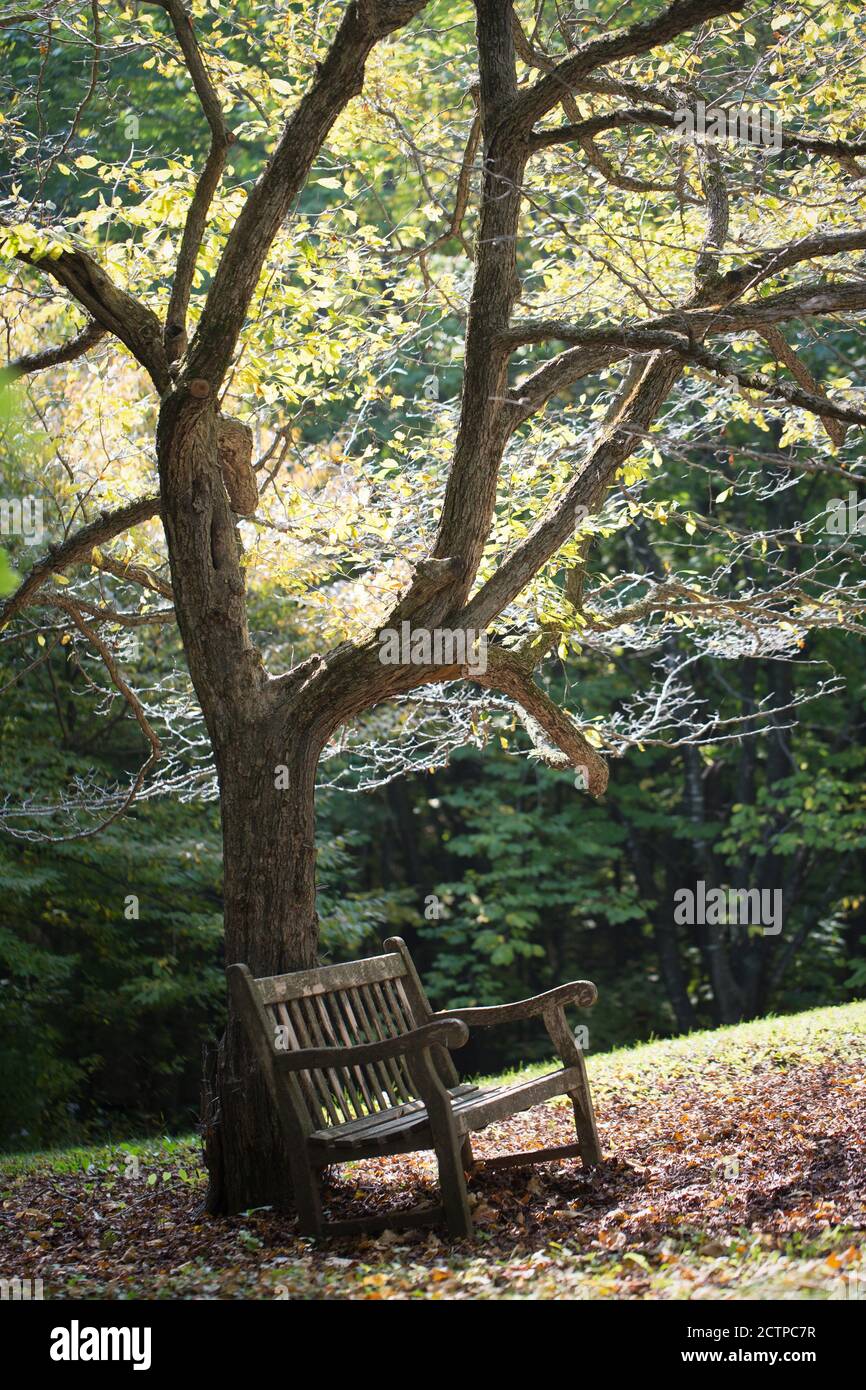 Bench under autumn tree hi-res stock photography and images - Alamy