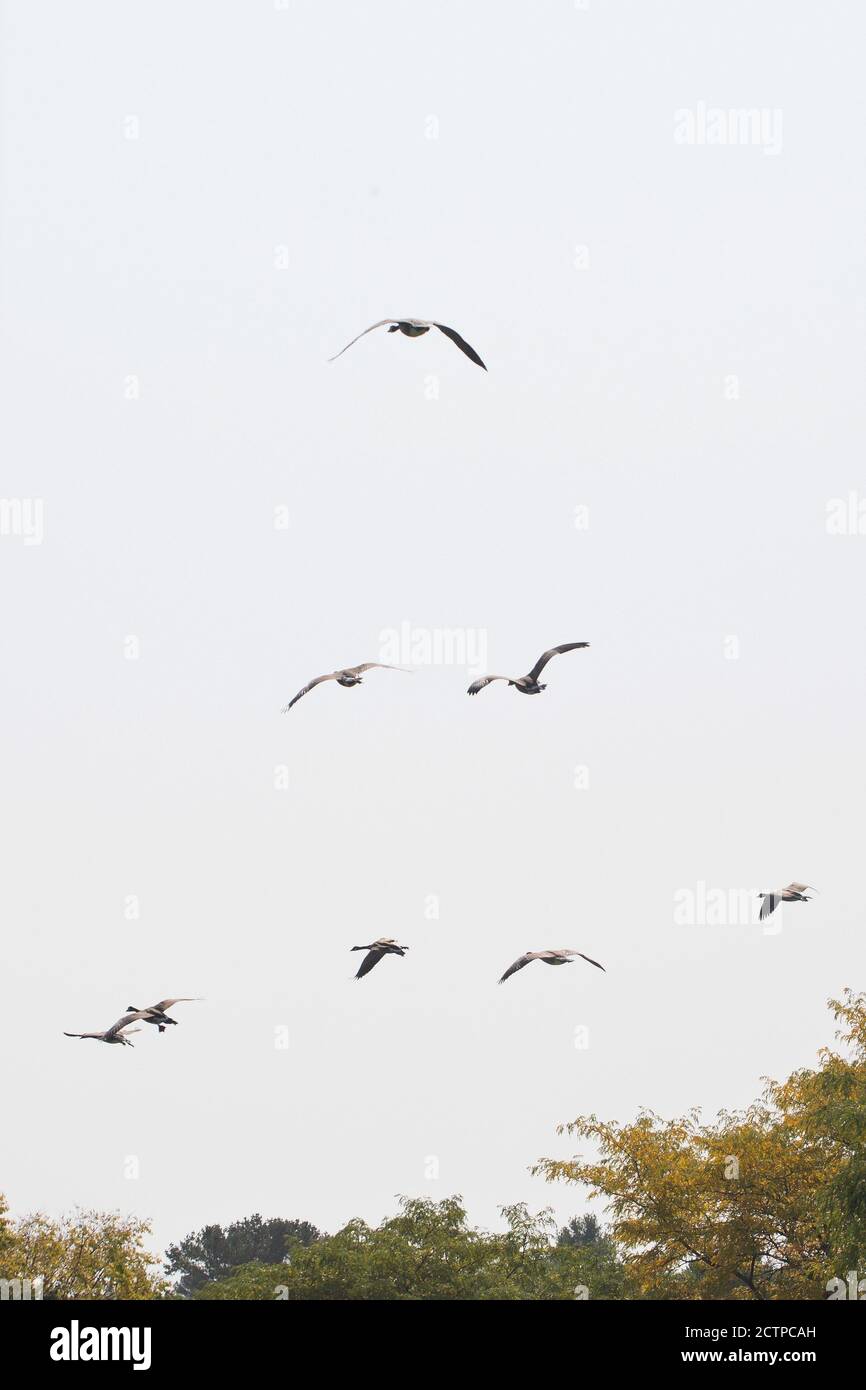 Over treetops hi-res stock photography and images - Alamy