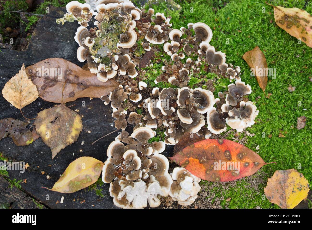 Fungus conservation hi-res stock photography and images - Alamy