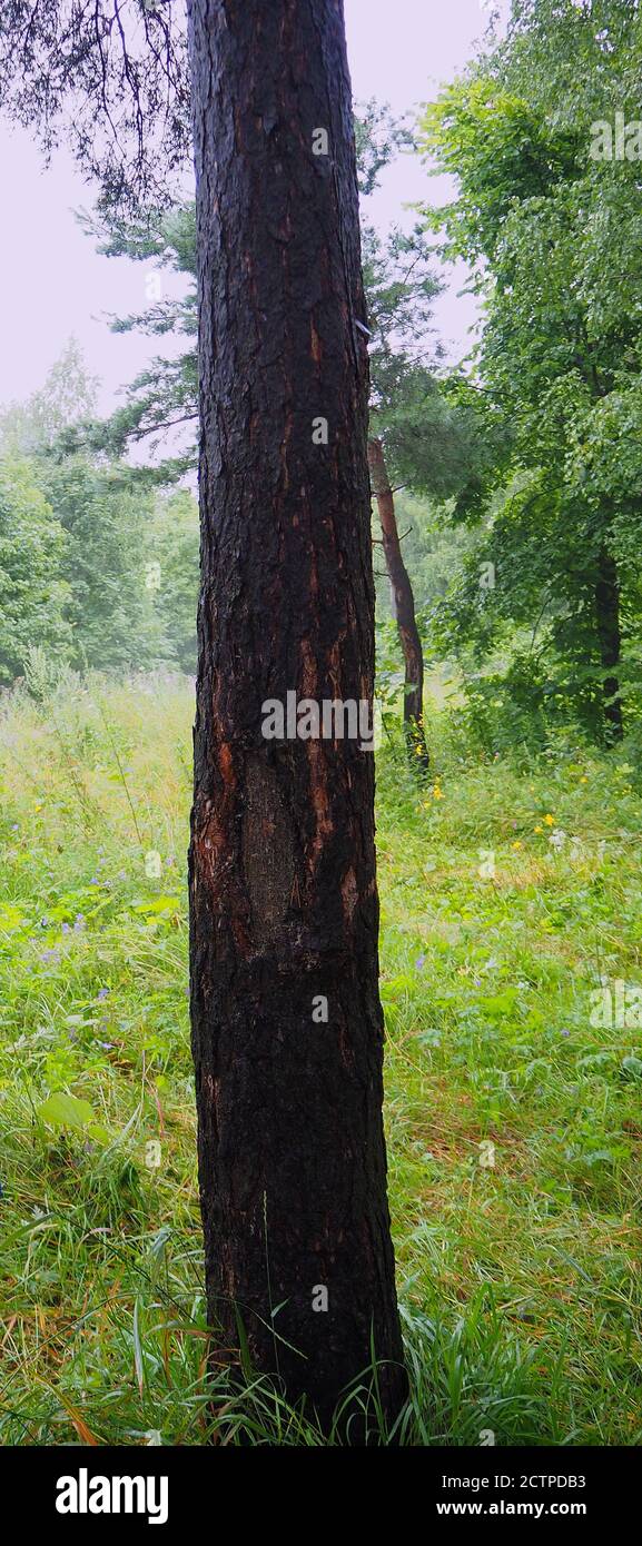 A beautiful trunk of a tall tree in the forest Stock Photo - Alamy