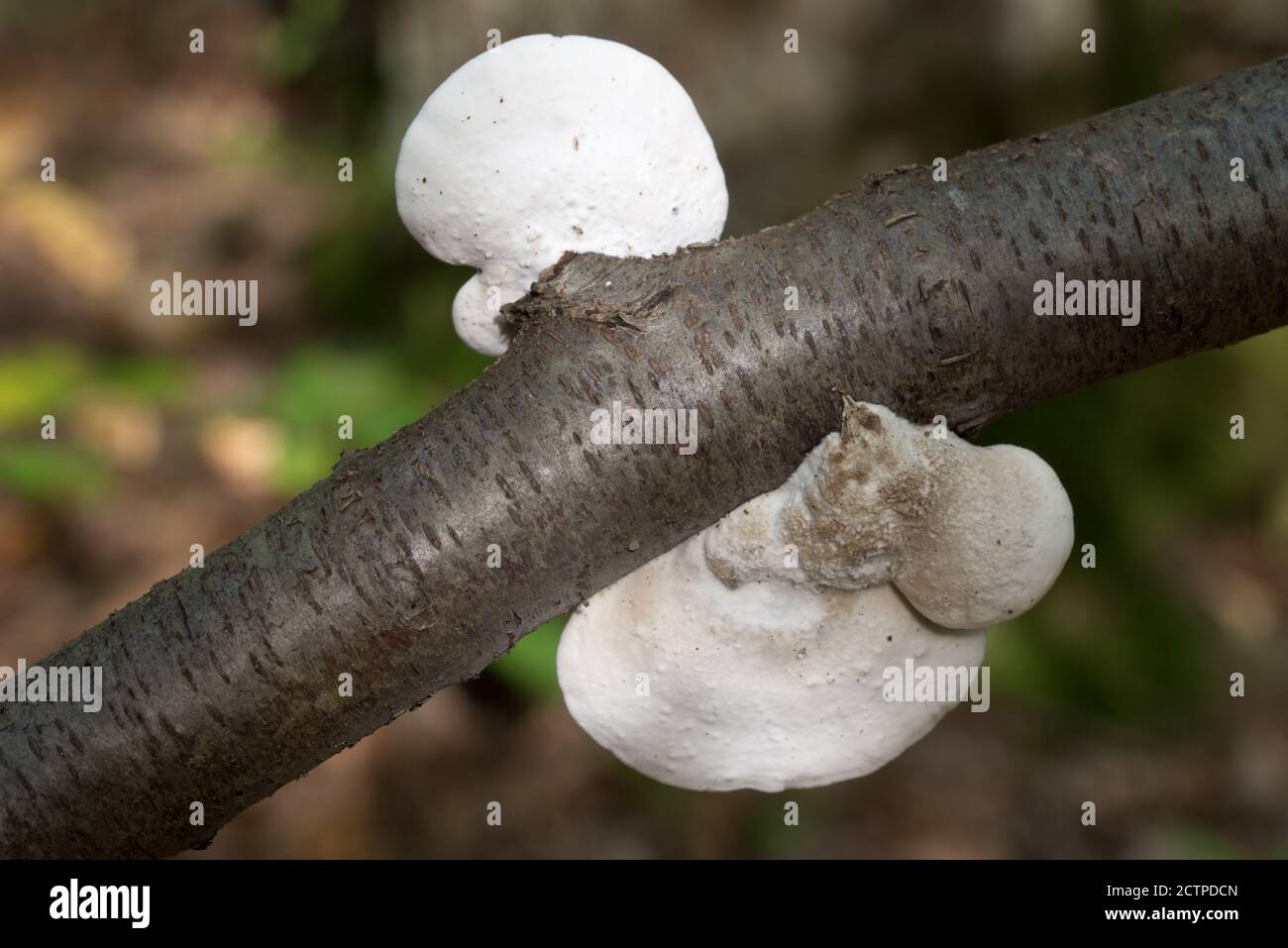 Polyporaceae hi-res stock photography and images - Alamy
