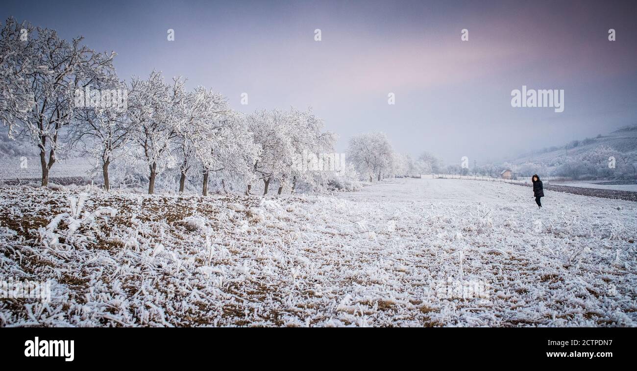 beautiful frozen winter landscape with frosty trees Stock Photo - Alamy