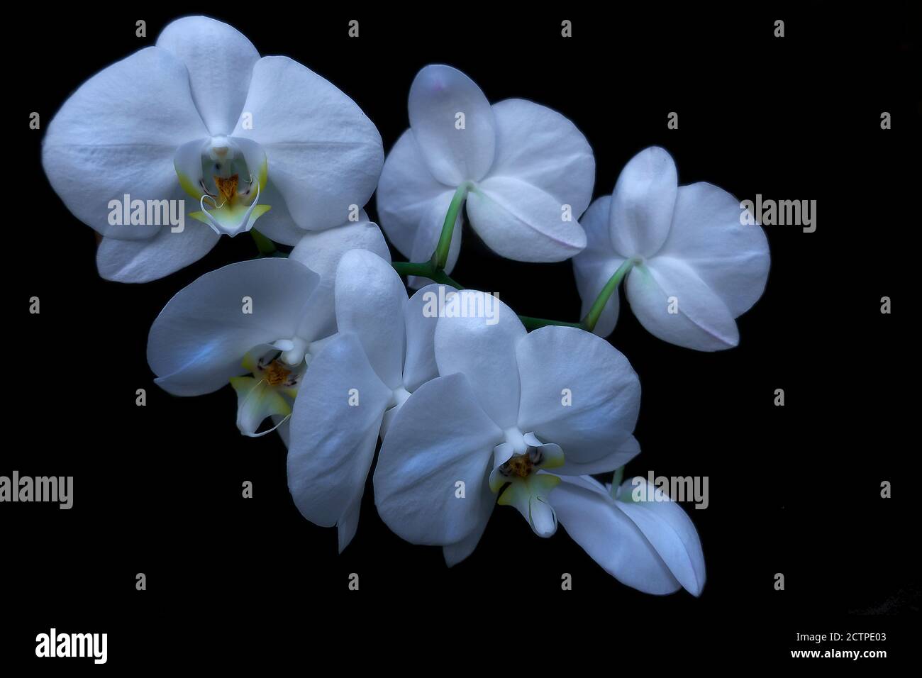 White orchids in close up showing pistil and stamen against a black ...