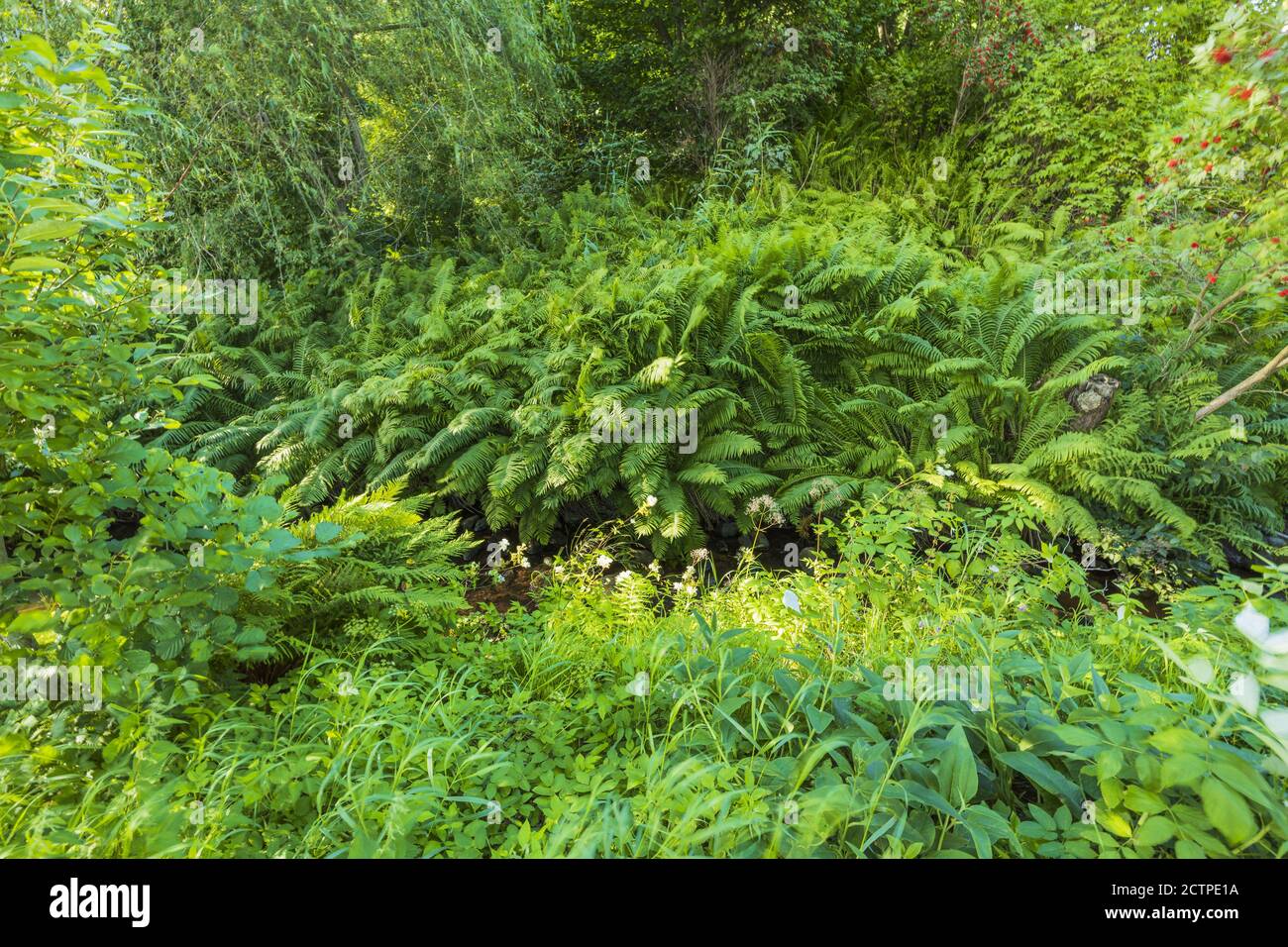Gorgeous green natural background of fresh green forest plants Stock ...