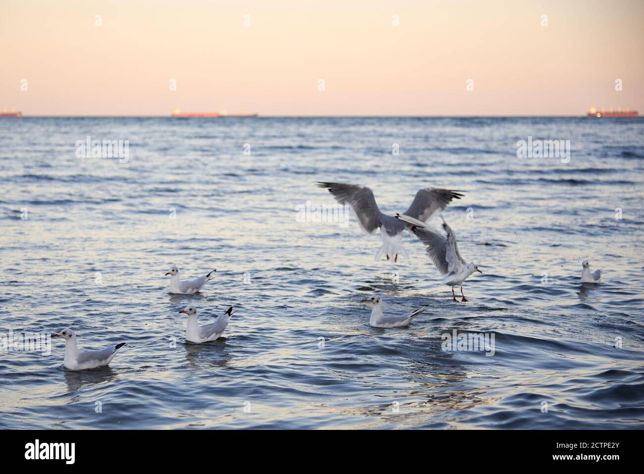 A flock of seagulls flying near the sea water on the beach Stock Photo ...