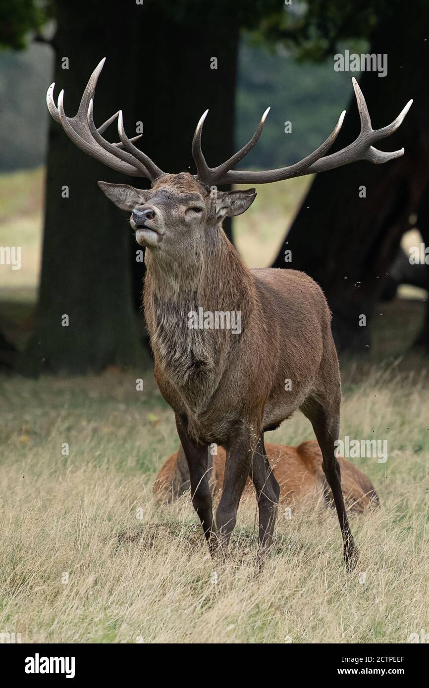 Move their ears hi-res stock photography and images - Alamy